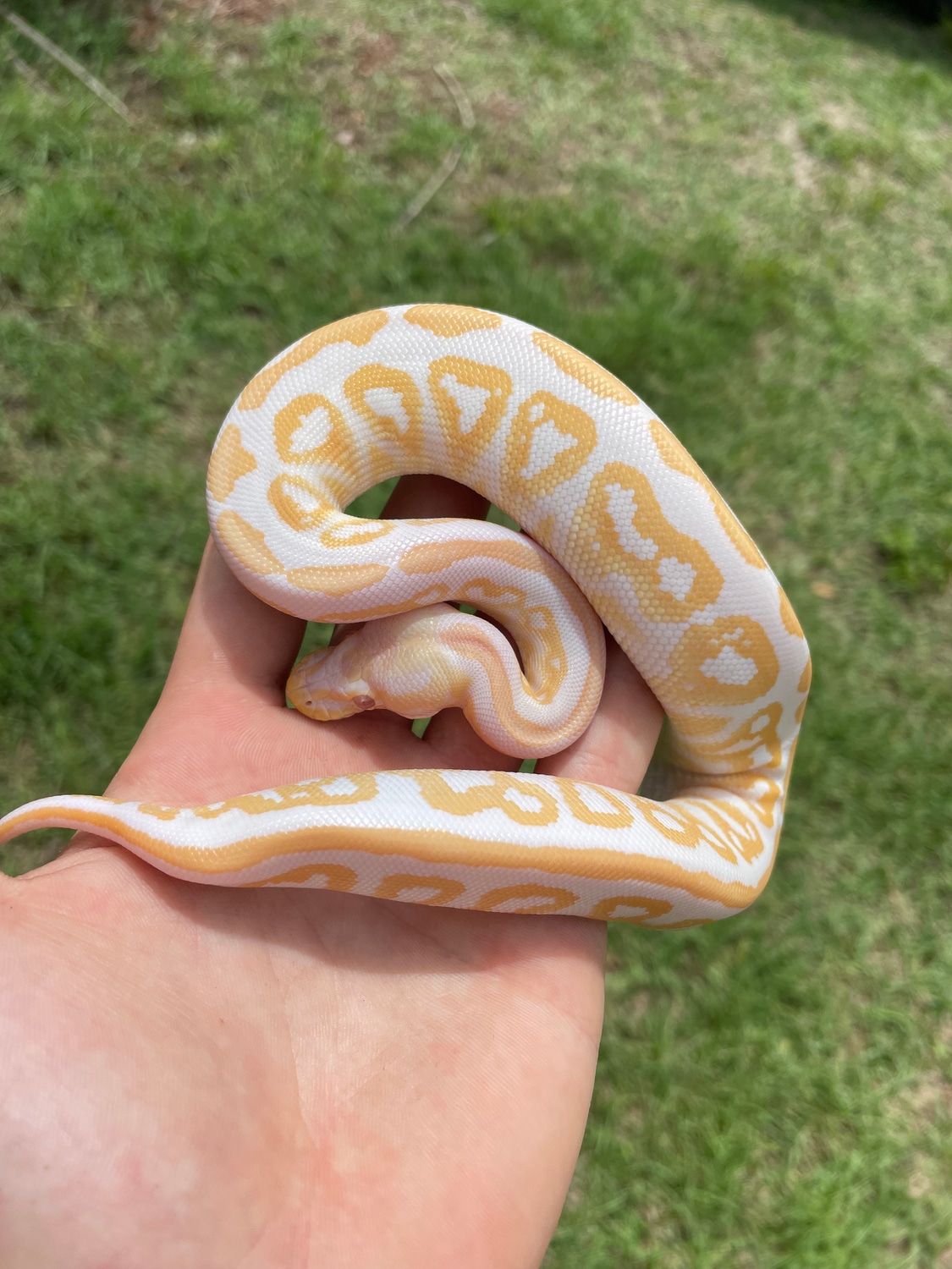 Albino Black Pastel Ball Python by MB Exotics - MorphMarket