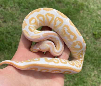 Banana Axanthic VPI Ball Python by MB Exotics - MorphMarket
