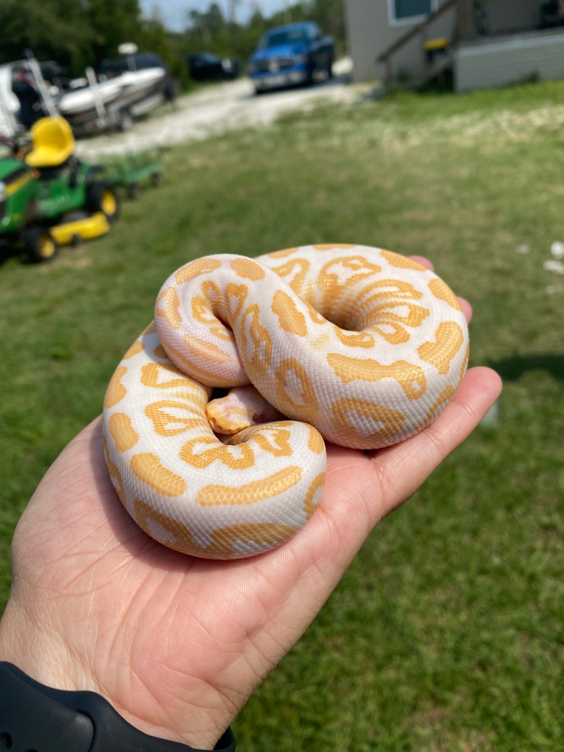 Albino Black Pastel Ball Python by MB Exotics - MorphMarket