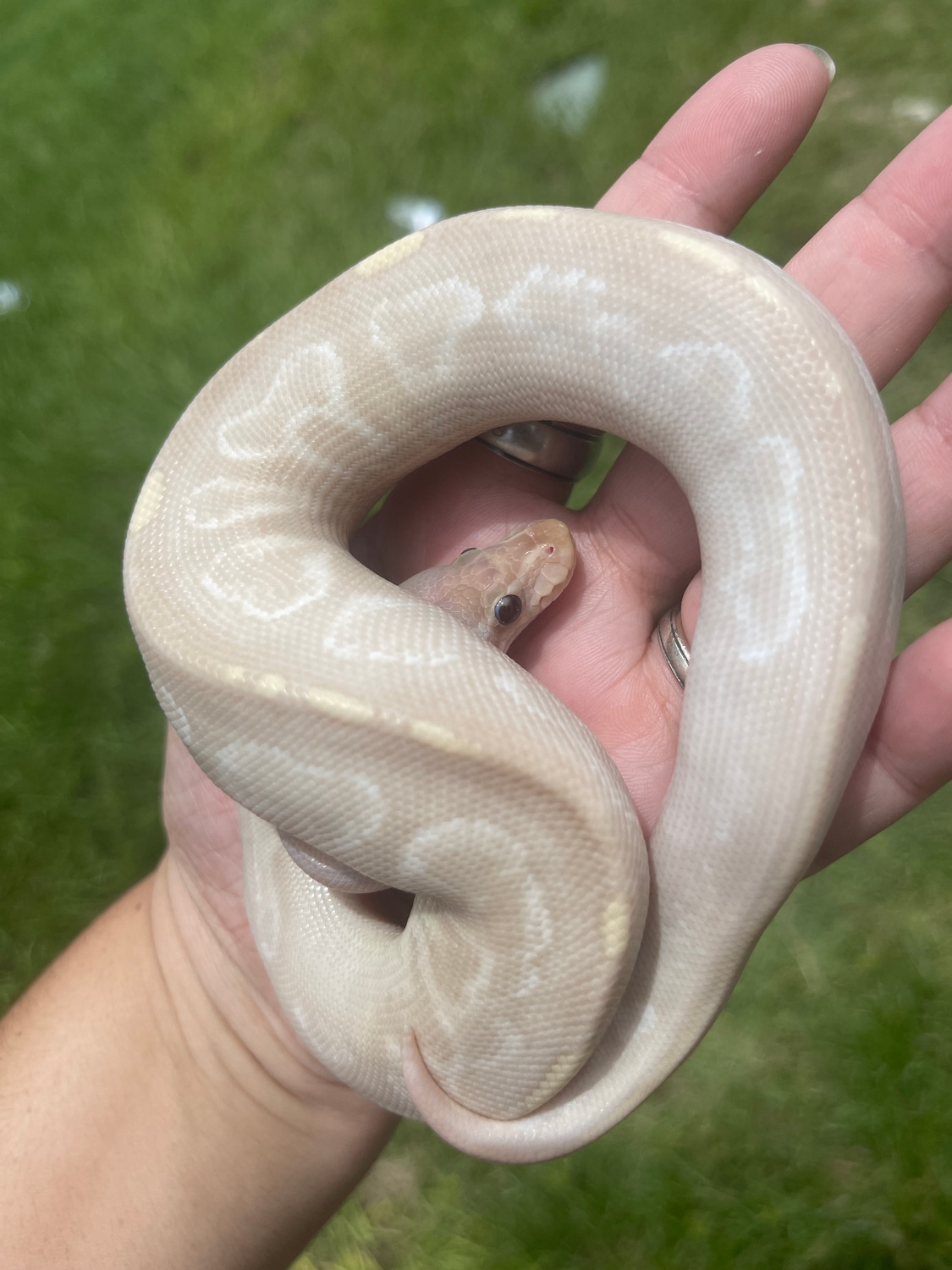 Super Banana Cinny Calico Ball Python by MB Exotics - MorphMarket