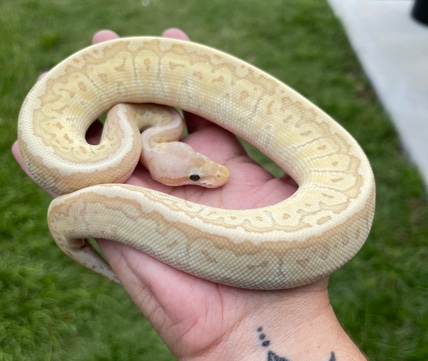 Banana Axanthic VPI Ball Python by MB Exotics - MorphMarket