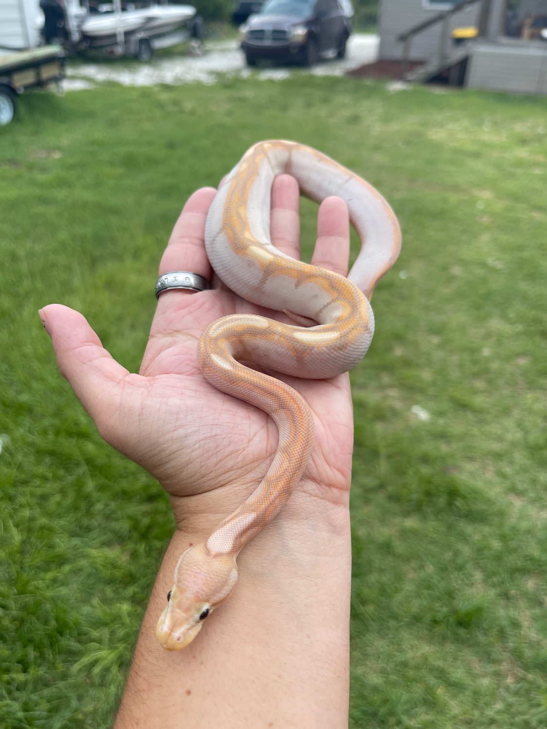 Banana Cinnabee Calico Ball Python by MB Exotics - MorphMarket