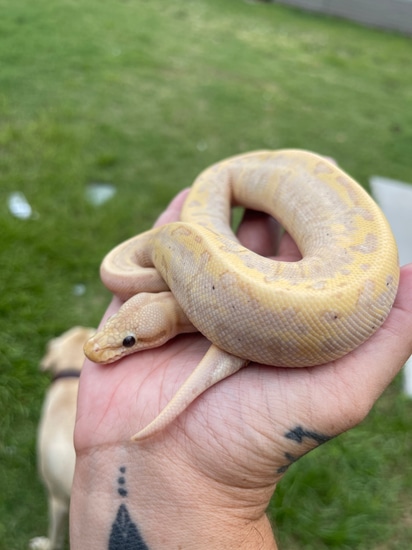 Banana Leopard Lemonblast Ball Python by MB Exotics