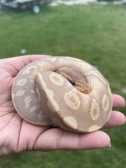 Banana Mojave Calico Ball Python by MB Exotics