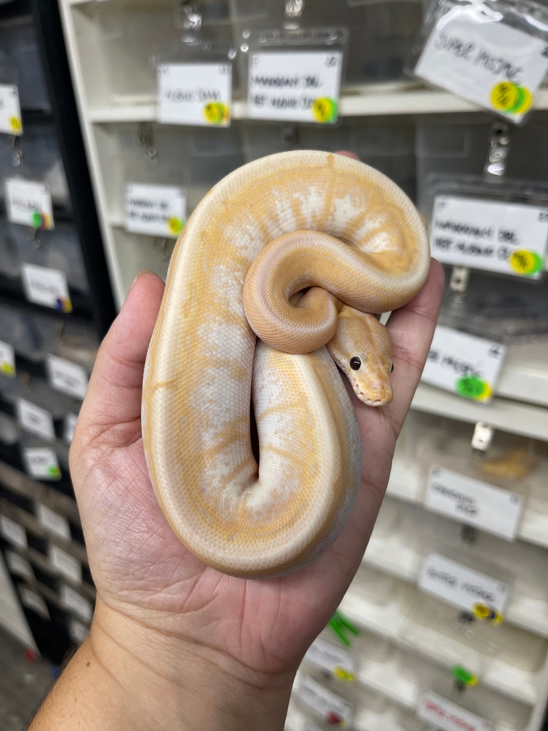 Banana Cinny Spinner Ball Python by MB Exotics - MorphMarket