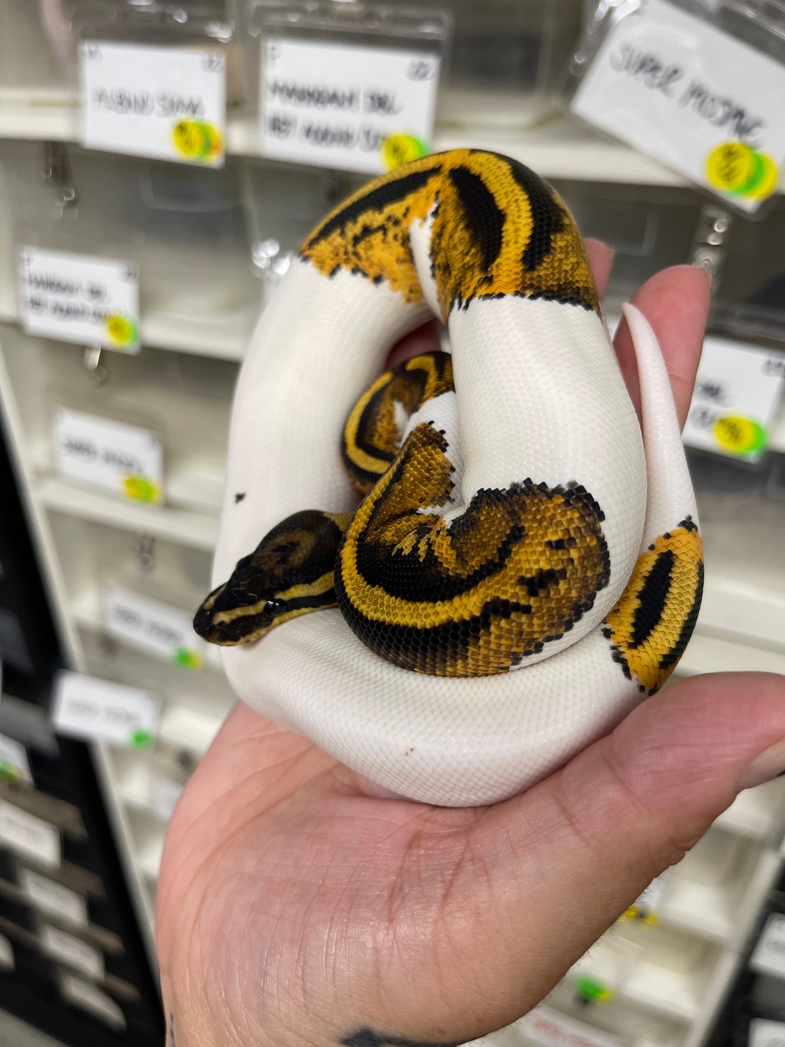 Yellowbelly Pied Ball Python by MB Exotics - MorphMarket