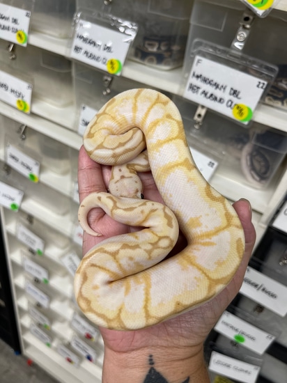 Banana Bumblebee Mojave Calico Ball Python by MB Exotics
