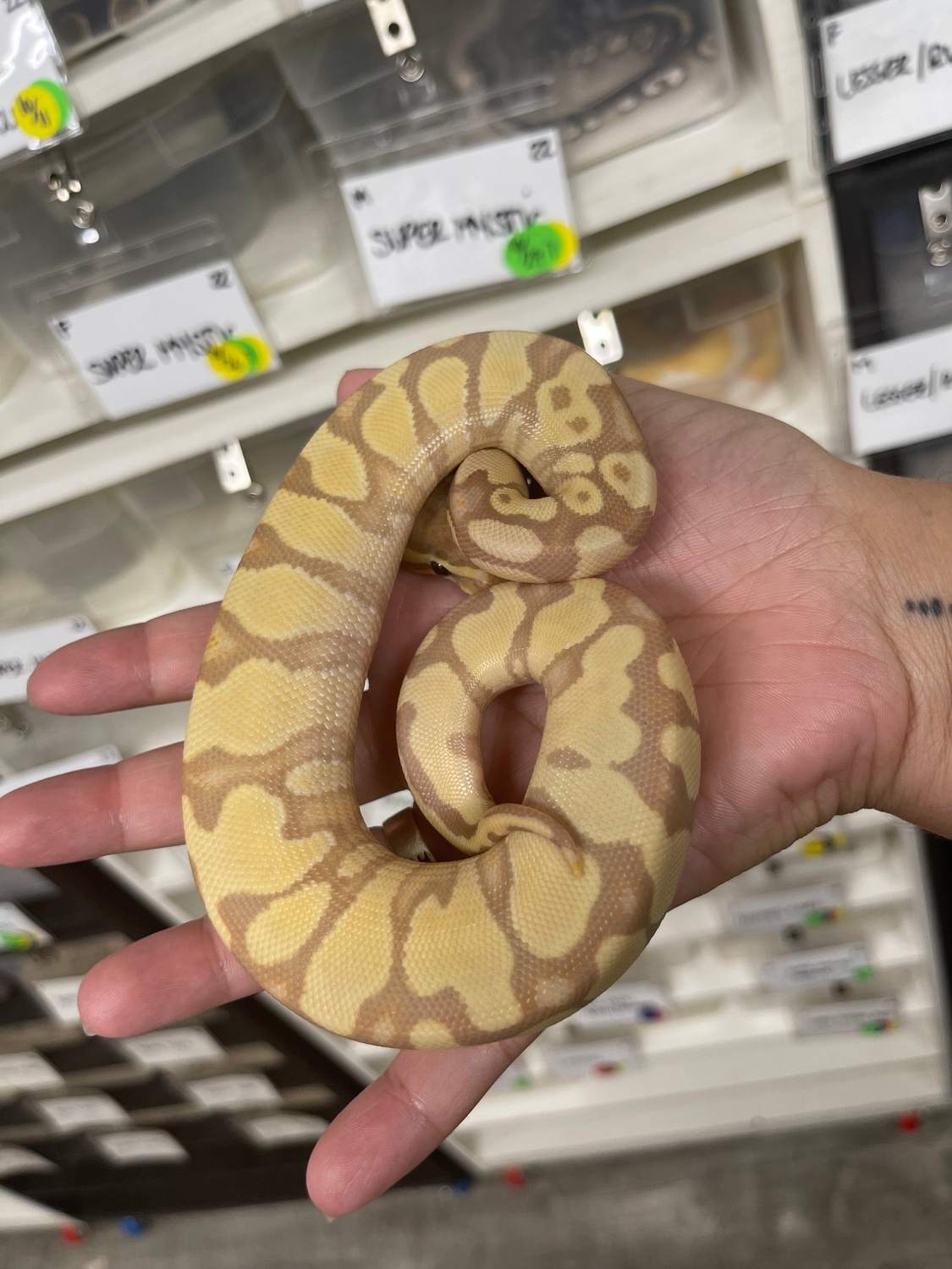 Banana Enchi Yellowbelly Ball Python by MB Exotics - MorphMarket
