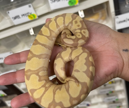 Albino Black Pastel Ball Python by MB Exotics - MorphMarket