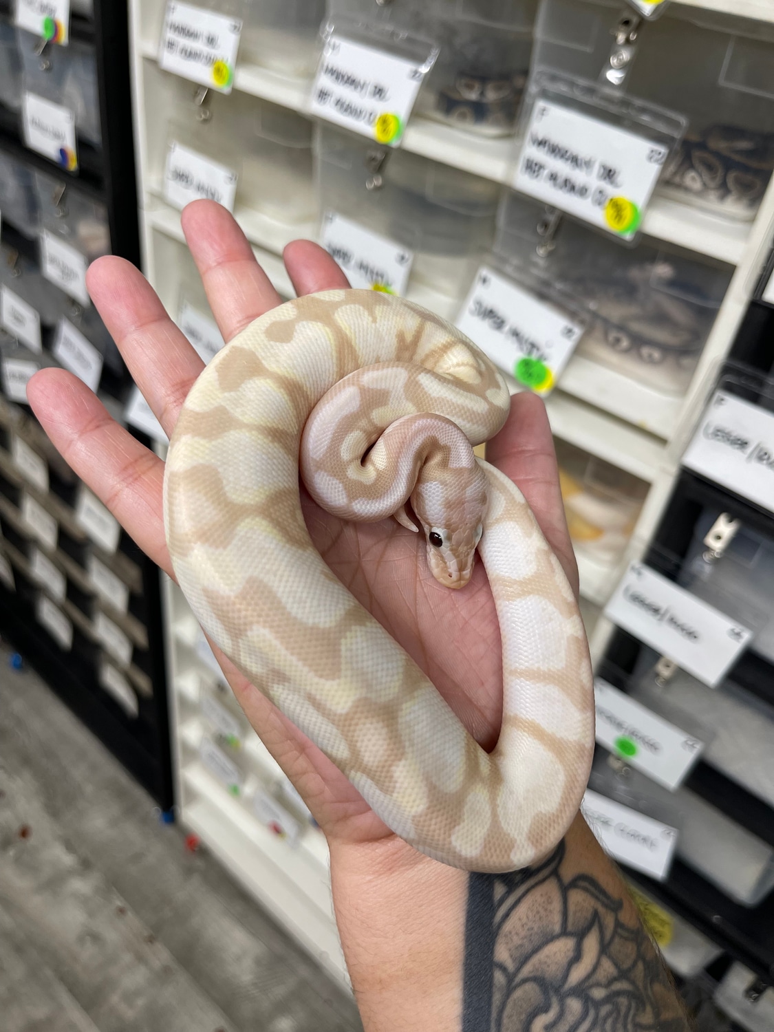 Super Banana Enchi Ball Python by MB Exotics - MorphMarket