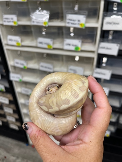 Banana Super Pastel Calico Ball Python by MB Exotics