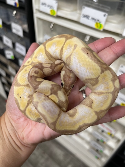 Banana Pastel Enchi Calico Ball Python by MB Exotics