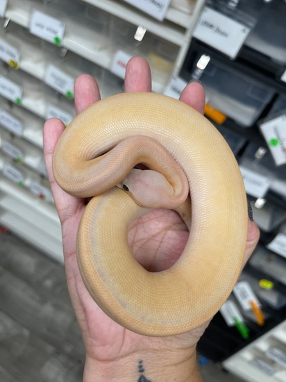 Banana Cinny G-Stripe Ball Python by MB Exotics