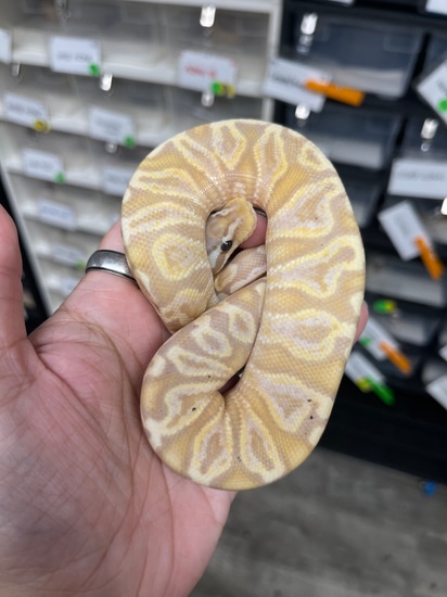 Super Pastel Banana GHI Ball Python by MB Exotics