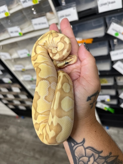 Banana Pastel Lesser Enchi Ball Python by MB Exotics