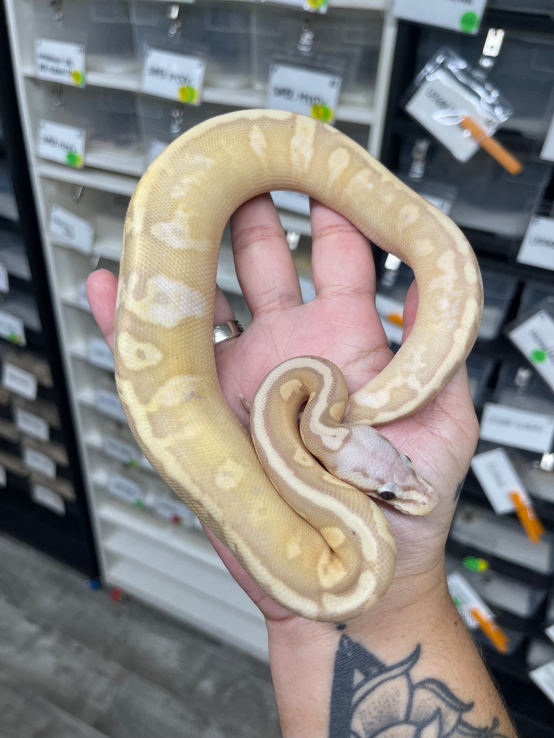 Banana Super Pastel Calico Ball Python by MB Exotics - MorphMarket