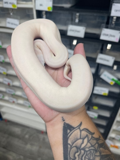 Lesser Russo (BEL) Ball Python by MB Exotics