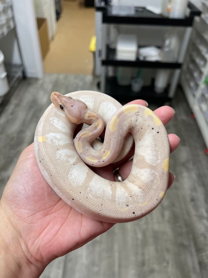 Banana Pastel Enchi Calico Ball Python by MB Exotics