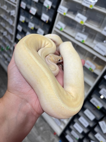 Banana Enchi Highway Ball Python by MB Exotics