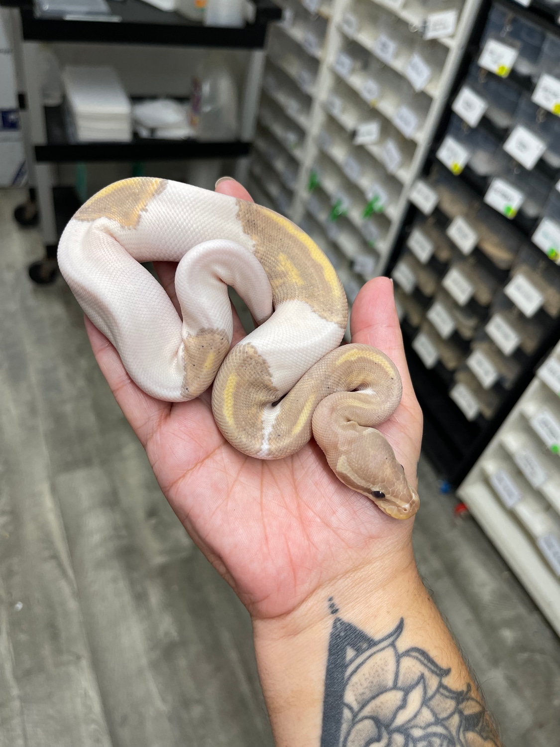 Banana Pastel Pied Ball Python by MB Exotics - MorphMarket