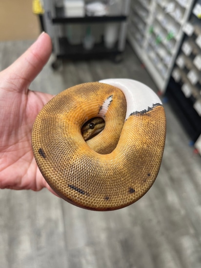 Pinstripe Pied Ball Python by MB Exotics