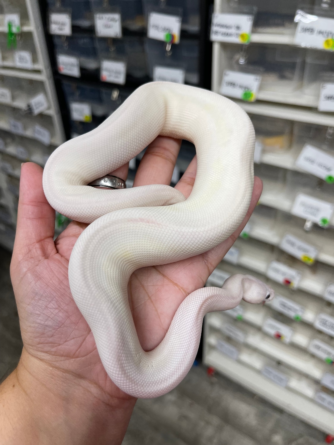 Lesser Russo (BEL) Ball Python by MB Exotics - MorphMarket
