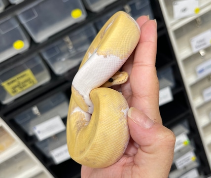 Albino Black Pastel Ball Python by MB Exotics - MorphMarket