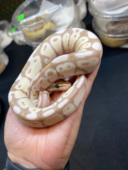 Banana Axanthic VPI Ball Python by MB Exotics