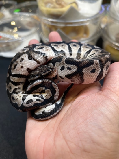 Pastel Axanthic TSK Ball Python by MB Exotics