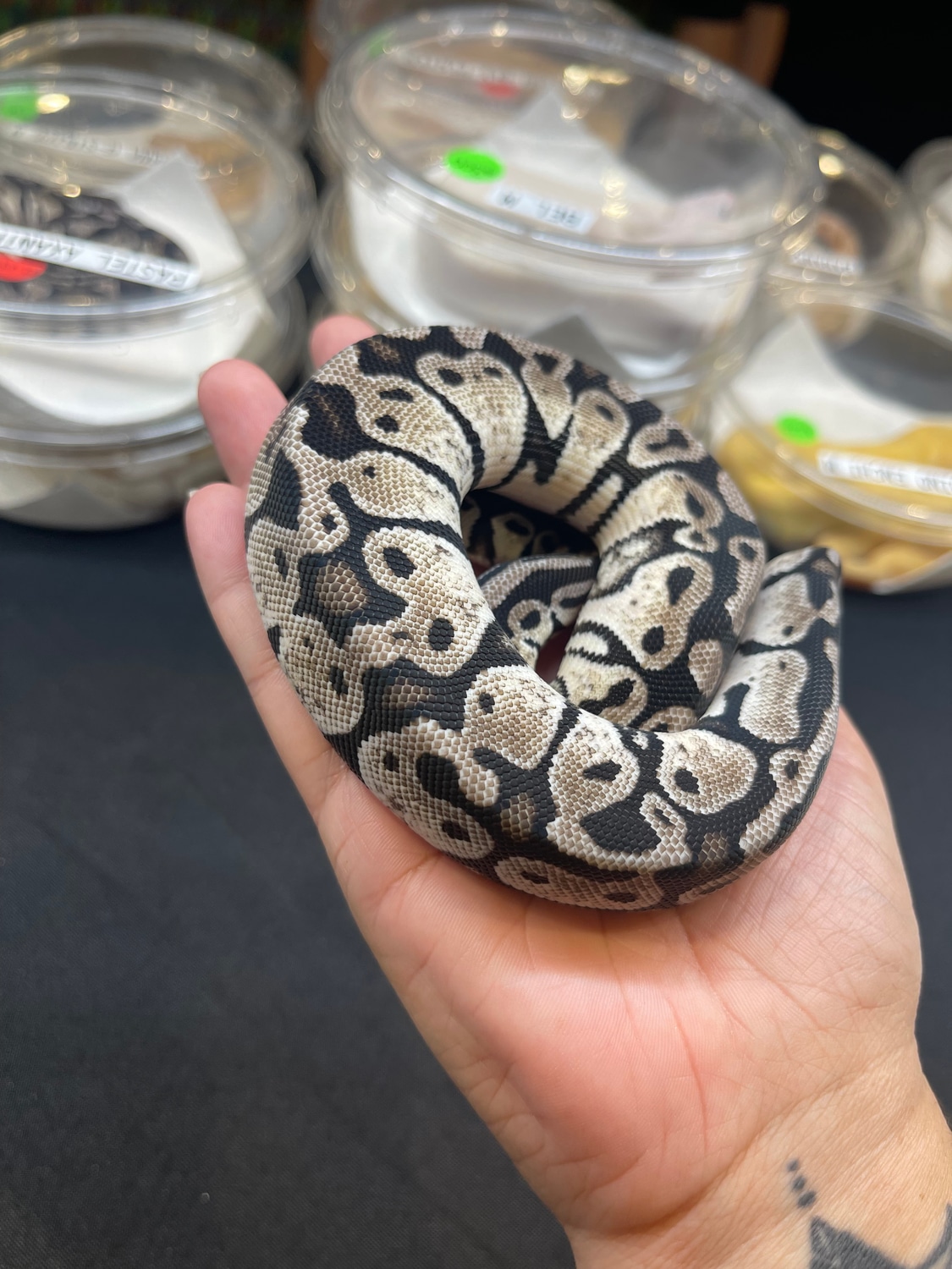 Pastel Axanthic TSK Ball Python by MB Exotics - MorphMarket