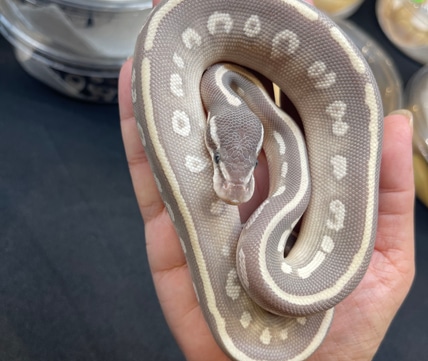 Banana Axanthic VPI Ball Python by MB Exotics - MorphMarket