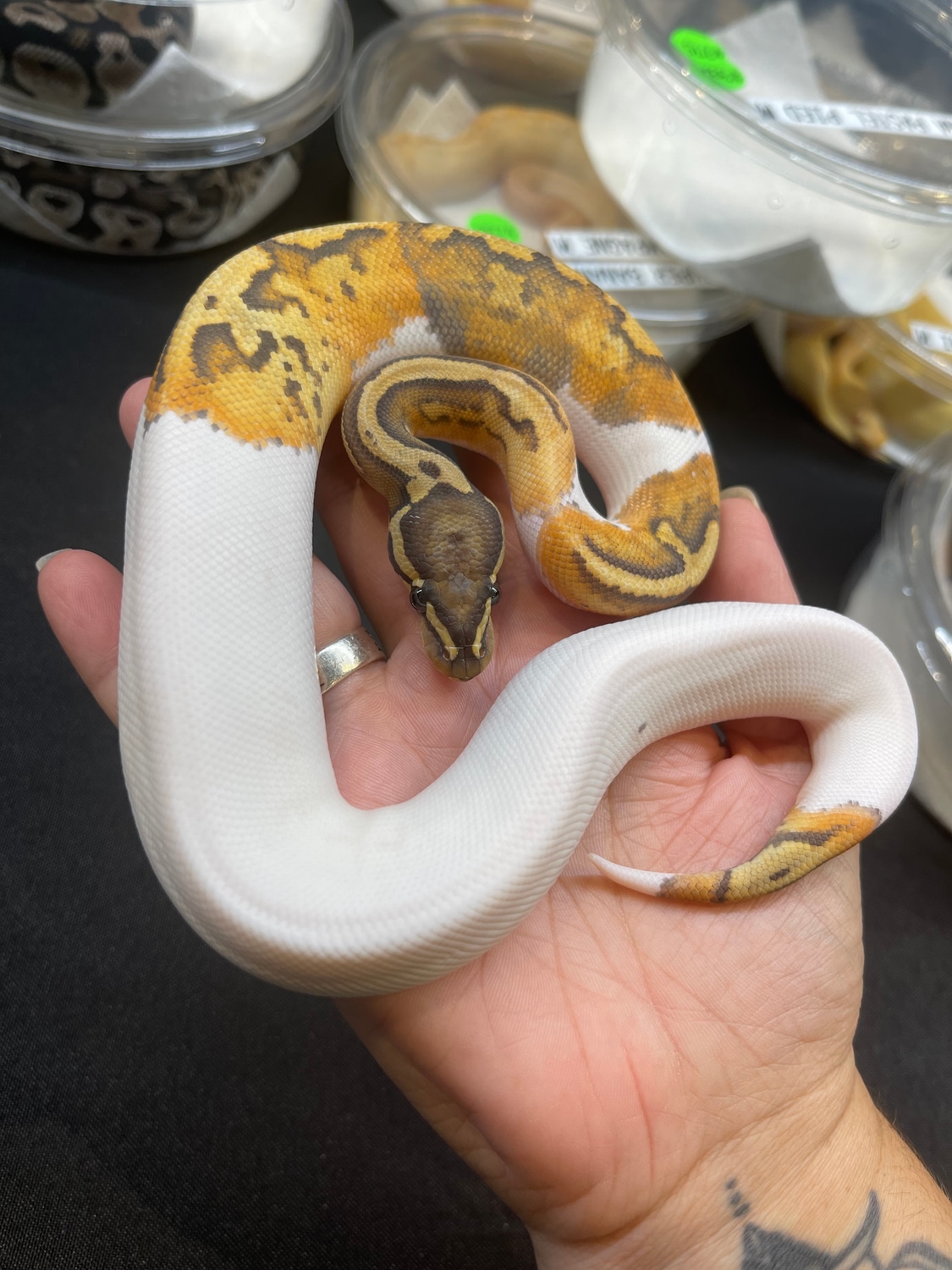 Hypo Pied Ball Python by MB Exotics - MorphMarket