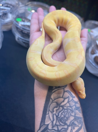 Candino Enchi Ball Python by MB Exotics