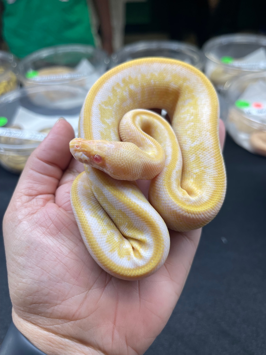 Albino Suma Ball Python by MB Exotics - MorphMarket