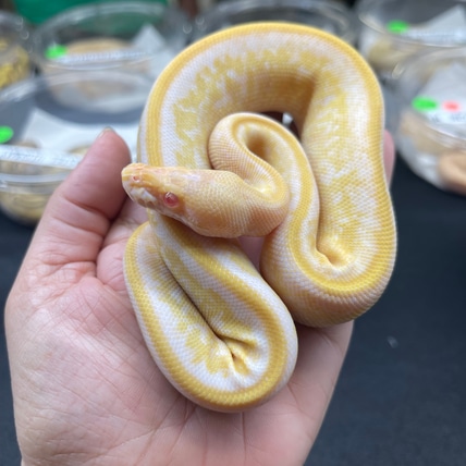 MB Exotics - MorphMarket