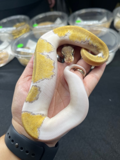 Pastave Pied Ball Python by MB Exotics