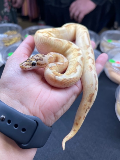 Stinger Highway Ball Python by MB Exotics