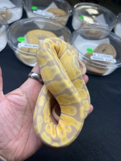 Candino Pastel Ball Python by MB Exotics