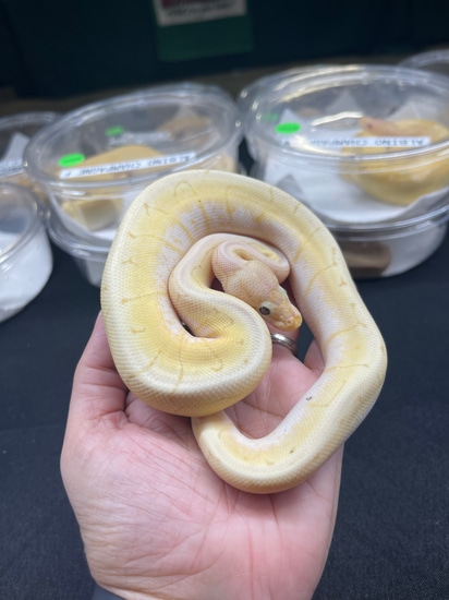 Banana Spinner Ball Python by MB Exotics