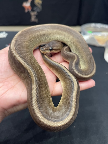 Cinny G-Stripe Ball Python by MB Exotics