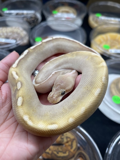 GHI Butter Cinnamon Ball Python by MB Exotics