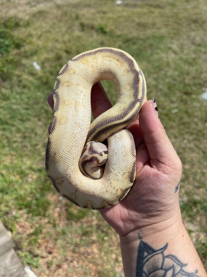 Pastel Highway Ball Python by MB Exotics
