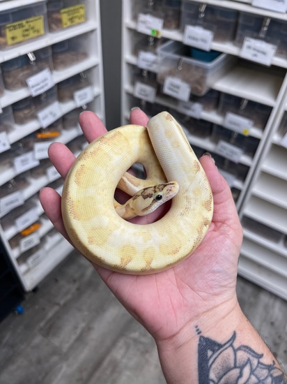 Stinger Highway Ball Python by MB Exotics