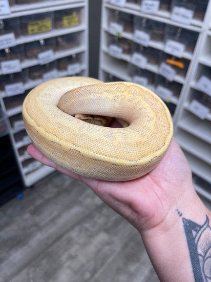 Enchi Highway Ball Python by MB Exotics