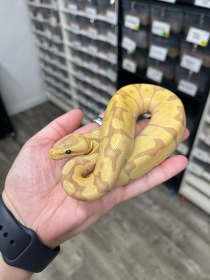 Banana Super Enchi Ball Python by MB Exotics