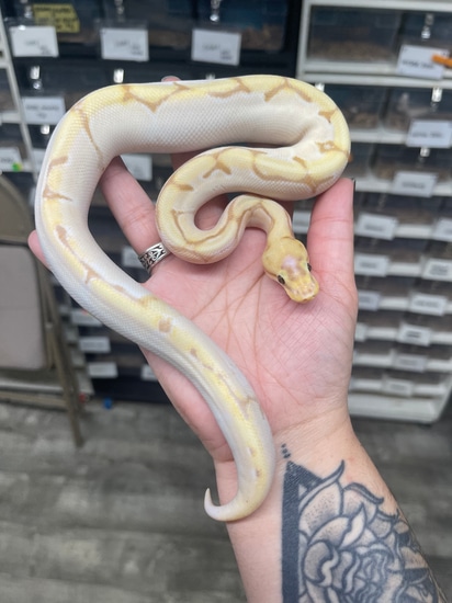 Banana Stinger Bee Calico Ball Python by MB Exotics