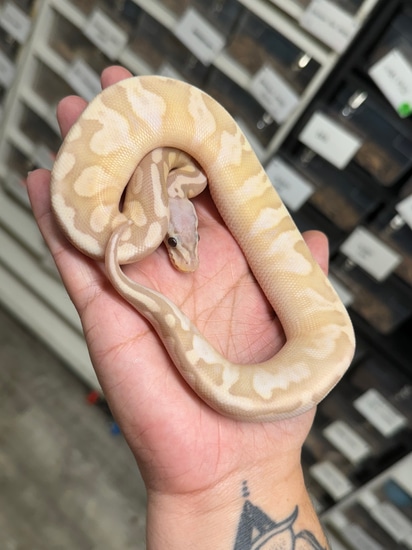 Banana Super Pastel Calico Ball Python by MB Exotics