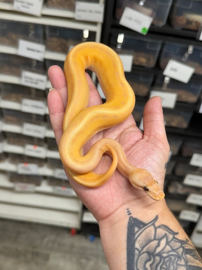Banana Cinnamon G-Stripe Ball Python by MB Exotics