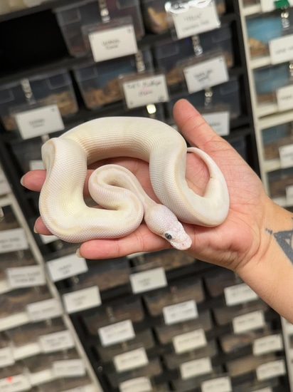 Super Russo Ball Python by MB Exotics