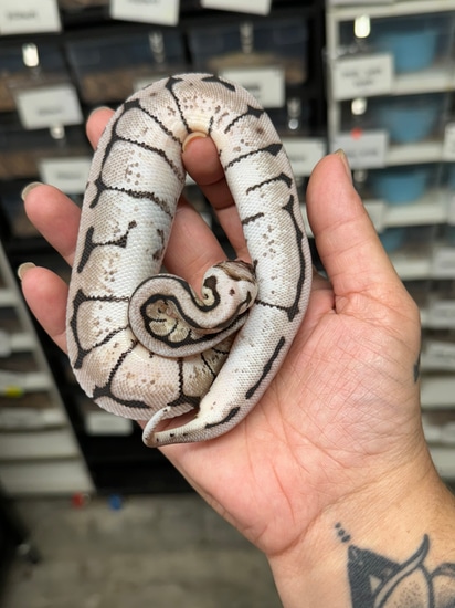 Bumblebee Axanthic VPI Ball Python by MB Exotics